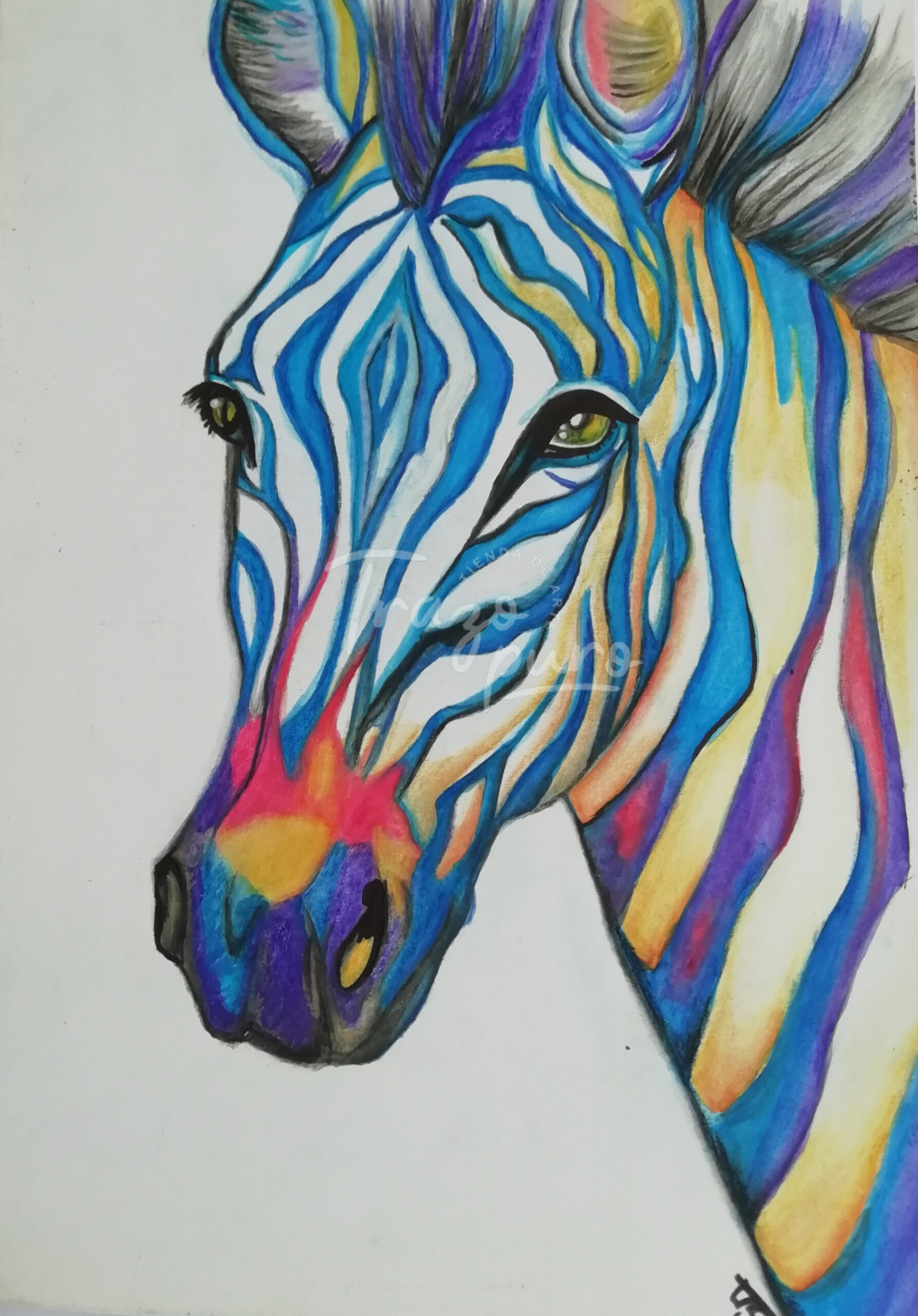 Dibujos De Cebras De Colores Por Qué Tienen Rayas Las Cebras?